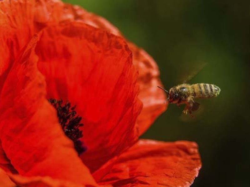 Las flores favoritas de las abejas son rojas, azules o blancas