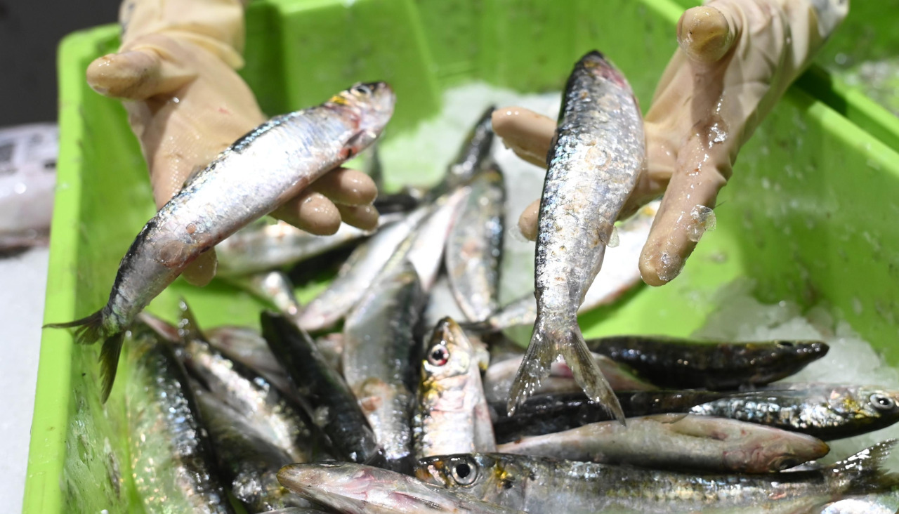 Flores, sardinas y fuego para celebrar en Ferrol el San Xoán más sofocante