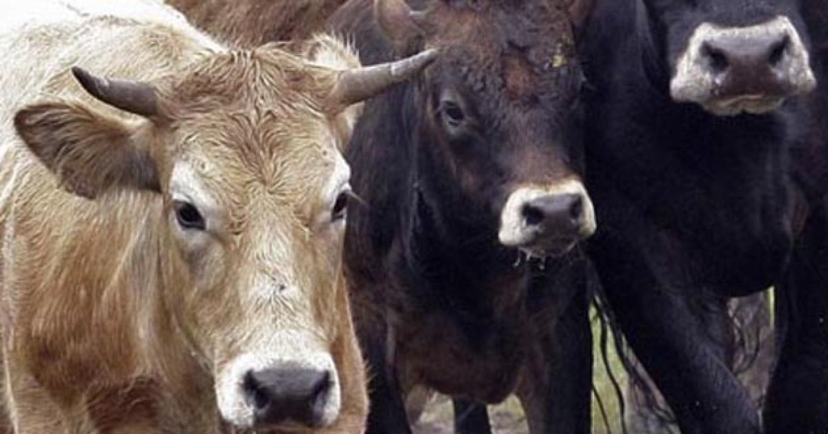 Ganaderos de la comarca tienen este domingo su cita en Moeche con la ...