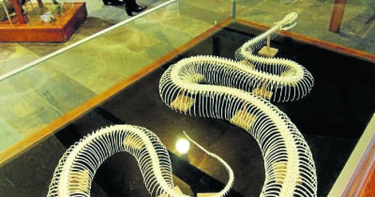 Finaliza la revisión del atlas de reptiles de la SGHN con la vívora de ...