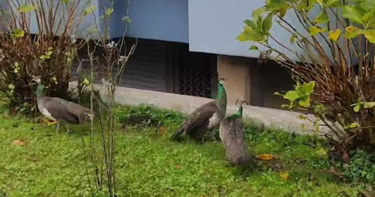 Paseo dominical de los pavos reales del parque de Ferrol